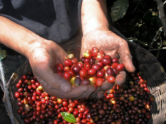 New Single Origin Coffee Release: Ethiopian Sidama